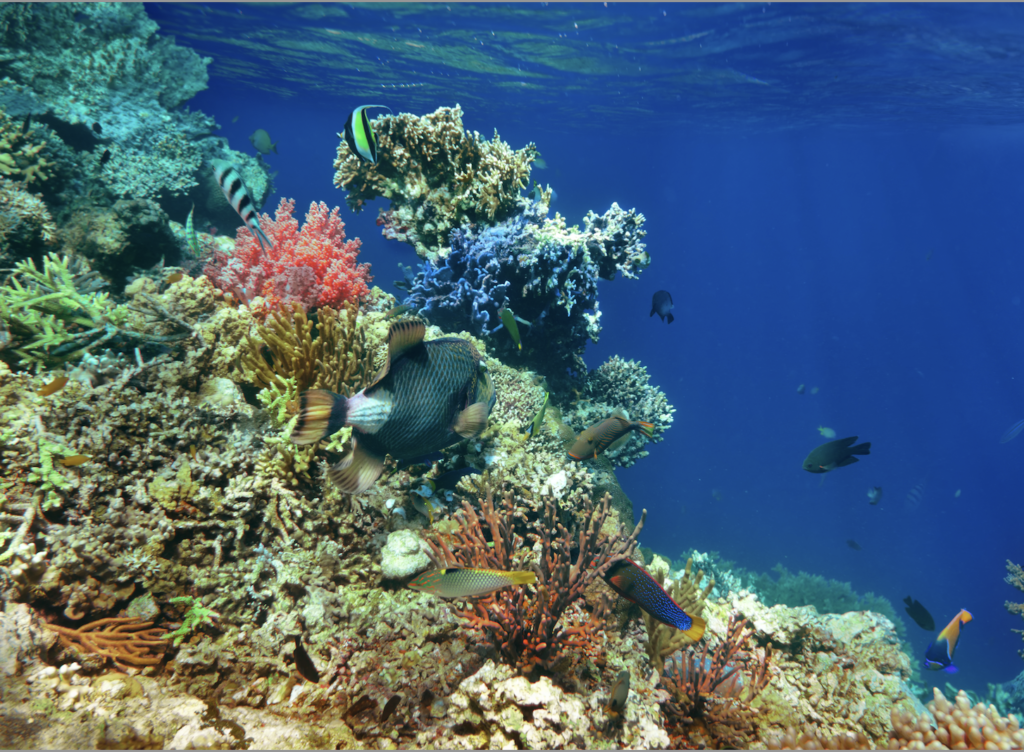 Diagnostic Imaging Update at The Hyatt Regency Maui on Ka’anapali Beach ...